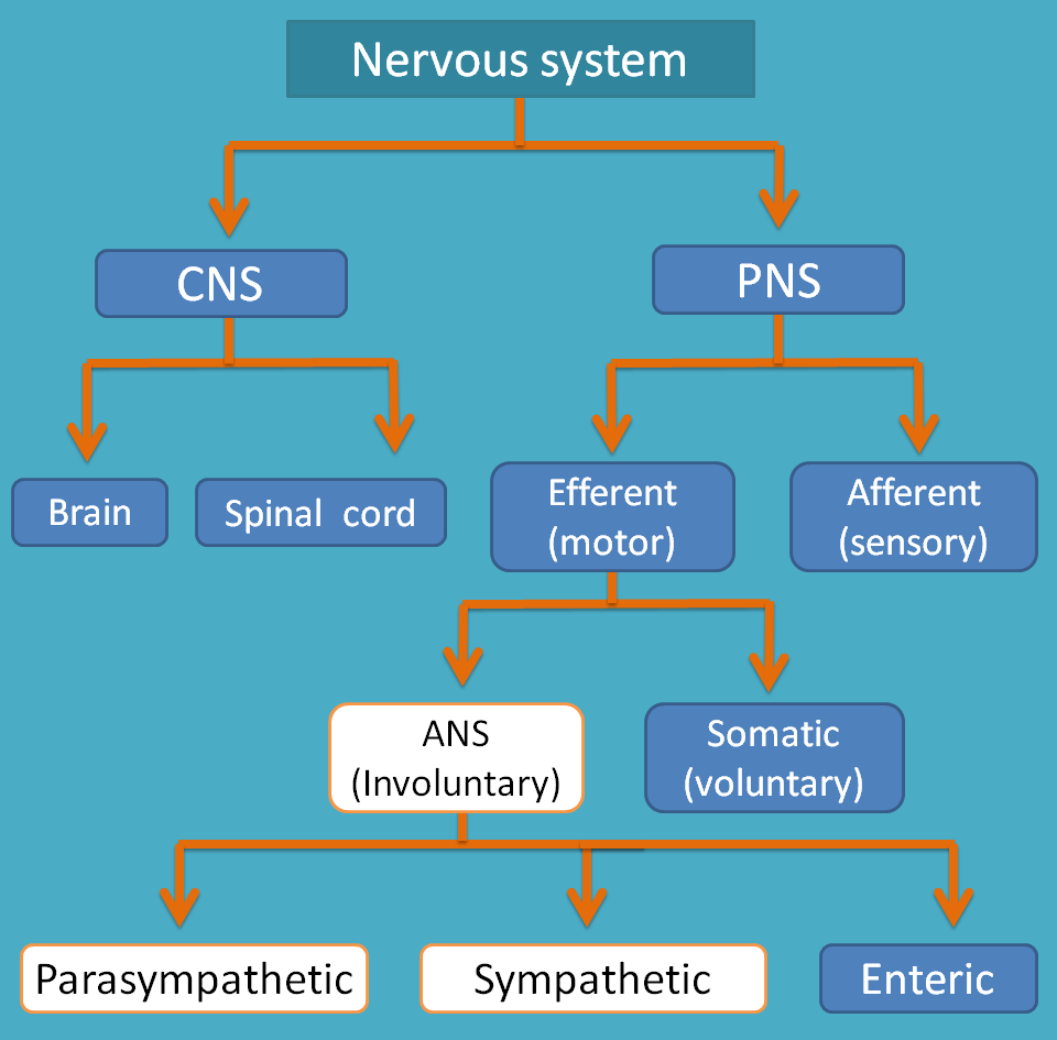 Classification Of Nervous System Daft HD